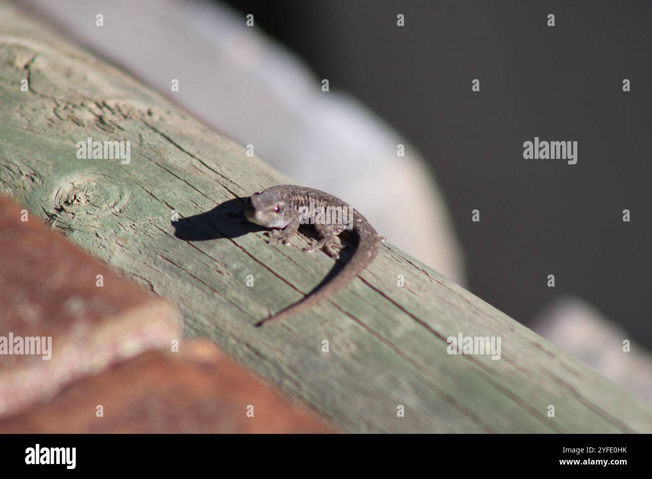 Common Dwarf Gecko (Lygodactylus capensis Stock Photo - Alamy