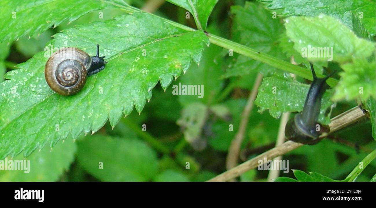 Copse Snail (Arianta arbustorum Stock Photo - Alamy