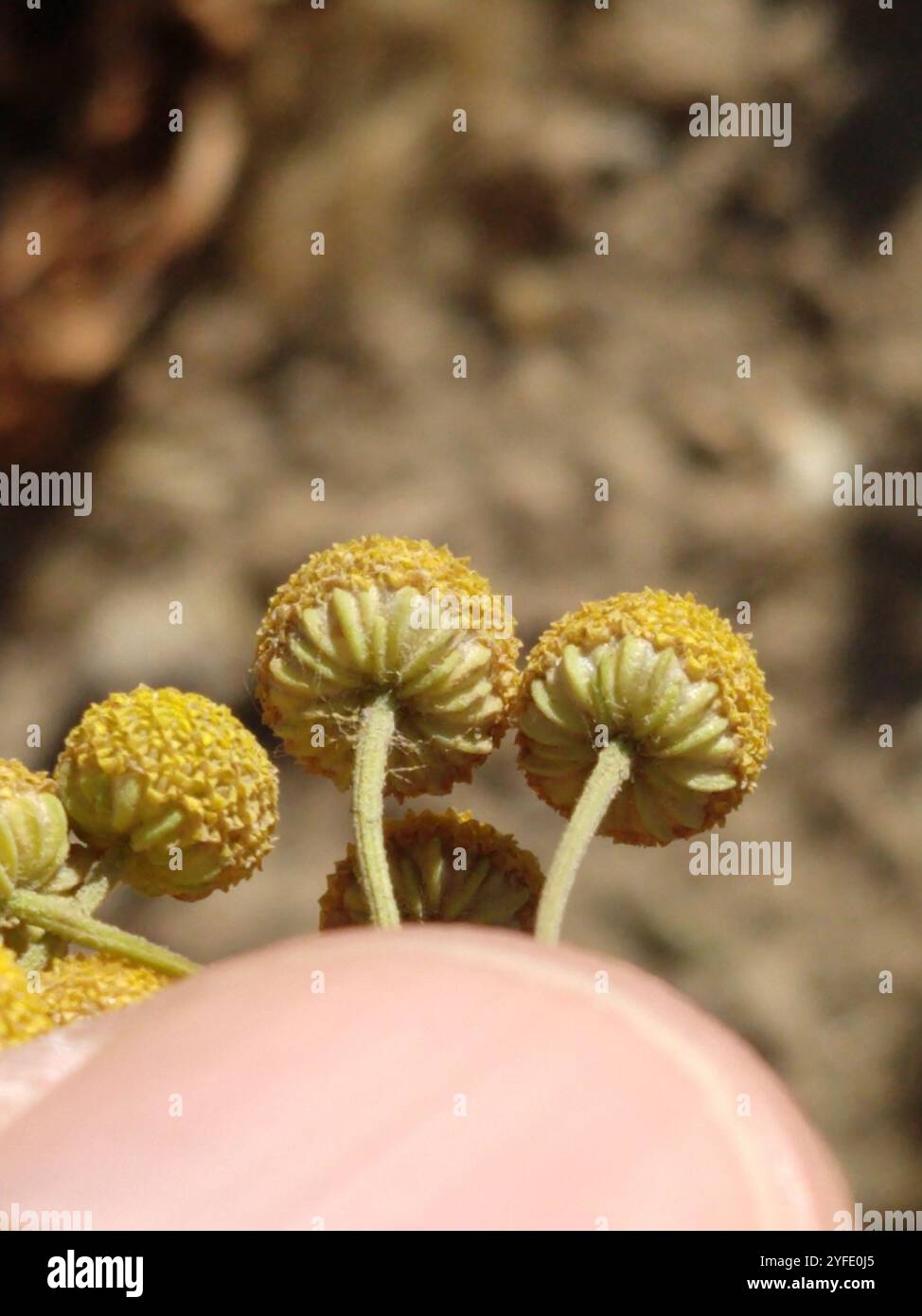 Stinknet hi-res stock photography and images - Alamy