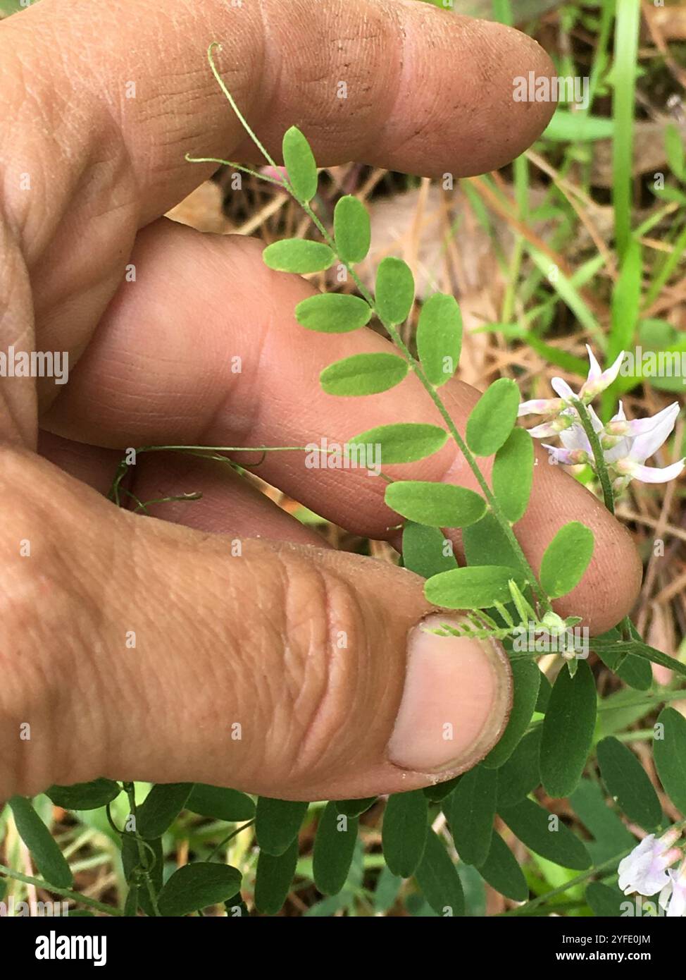 Carolina Vetch (Vicia caroliniana Stock Photo - Alamy