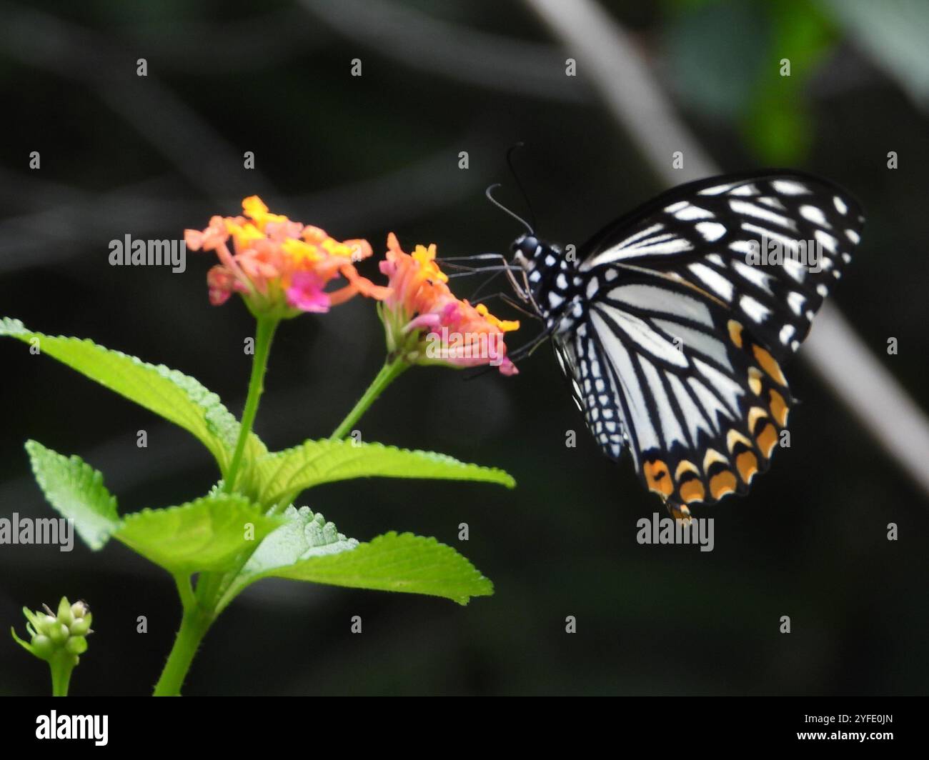 Common Mime Swallowtail (Papilio clytia Stock Photo - Alamy