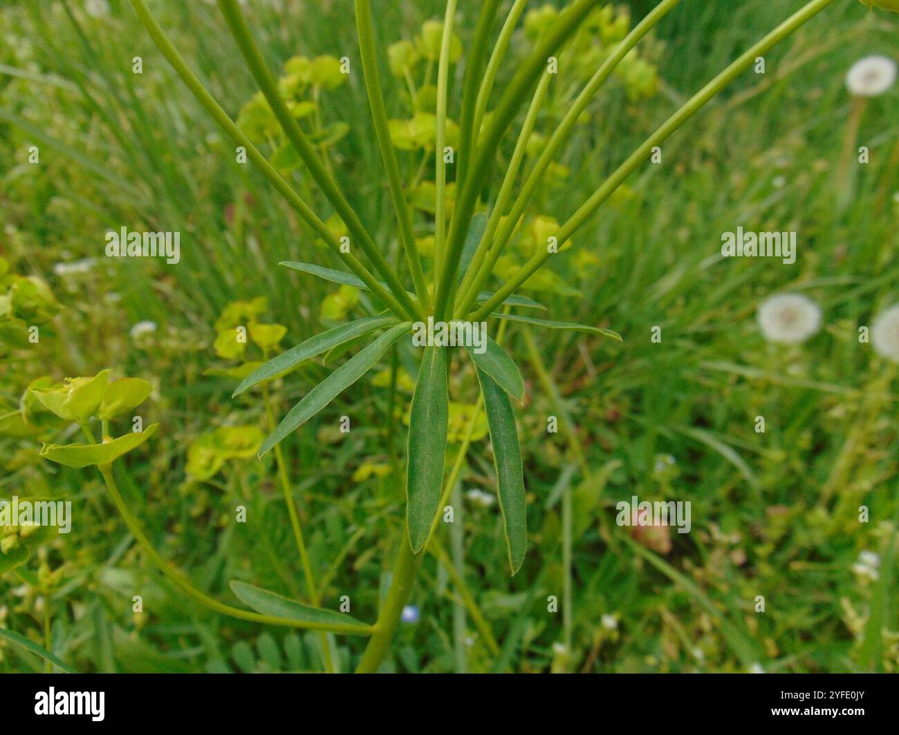 leafy spurge (Euphorbia esula Stock Photo - Alamy