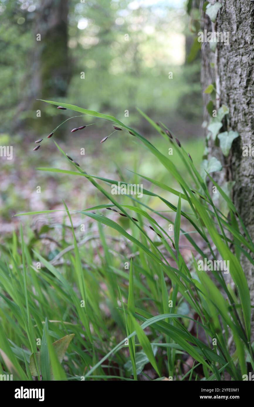 Wood melick, melica uniflora hi-res stock photography and images - Alamy
