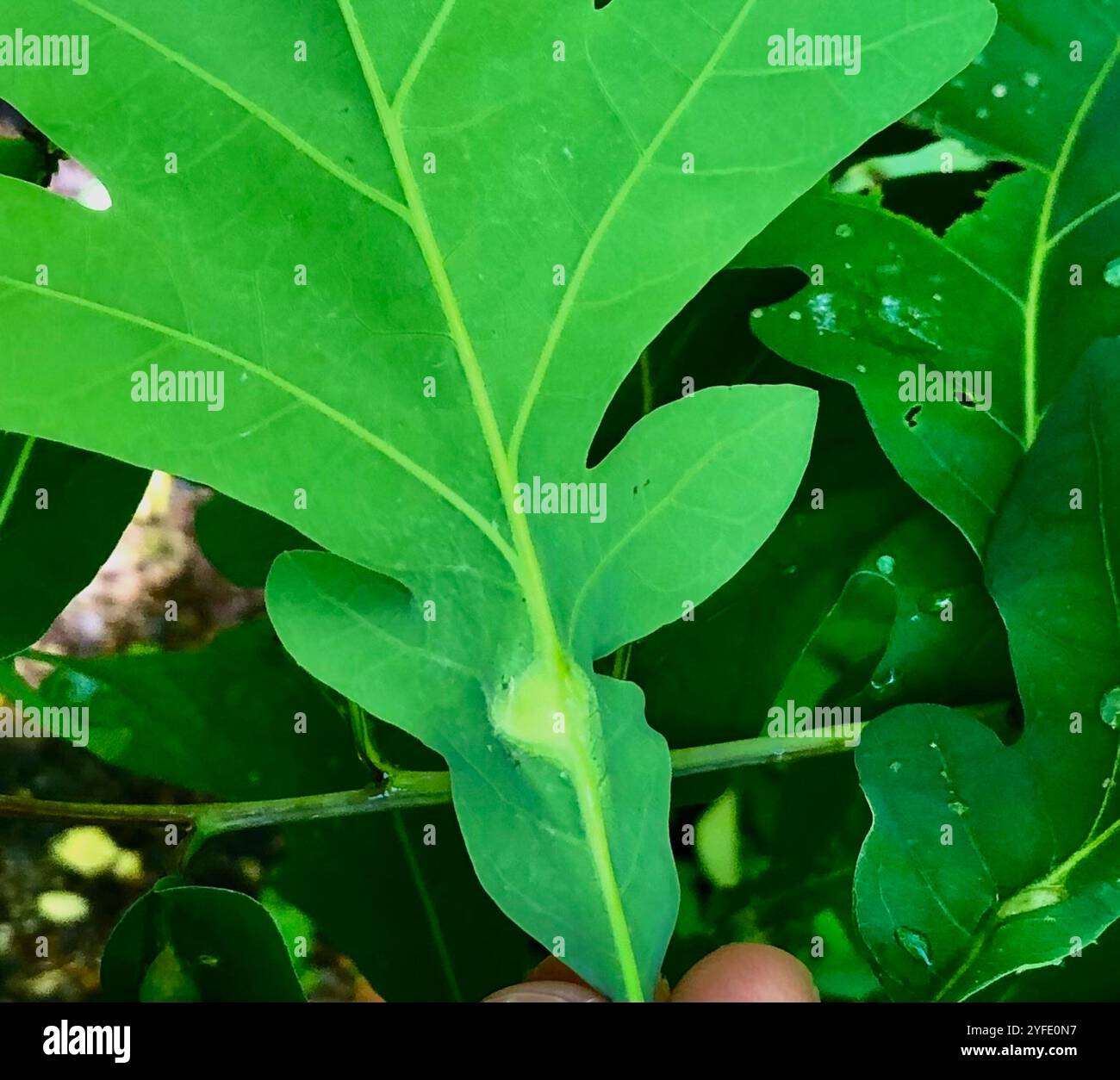 Oak Petiole Gall Wasp (Andricus quercuspetiolicola Stock Photo - Alamy