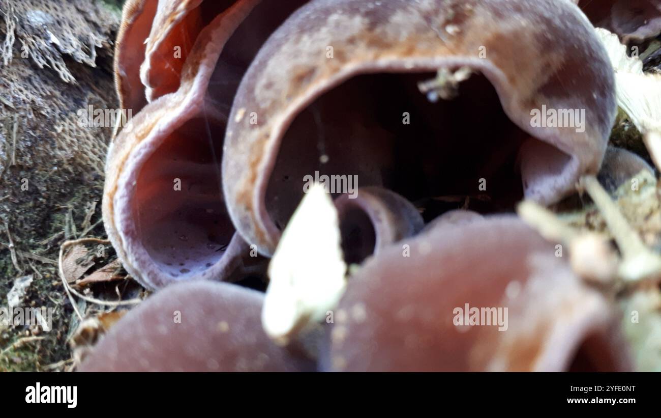 Ear fungus (Auricularia cornea Stock Photo - Alamy