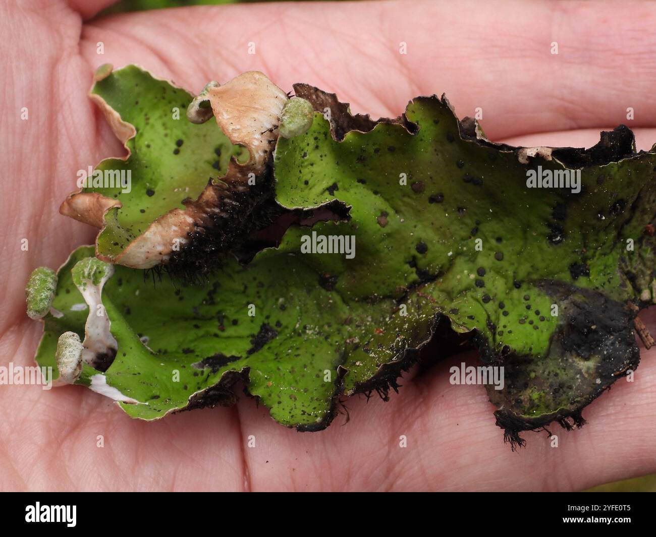 freckled pelt lichen (Peltigera aphthosa Stock Photo - Alamy