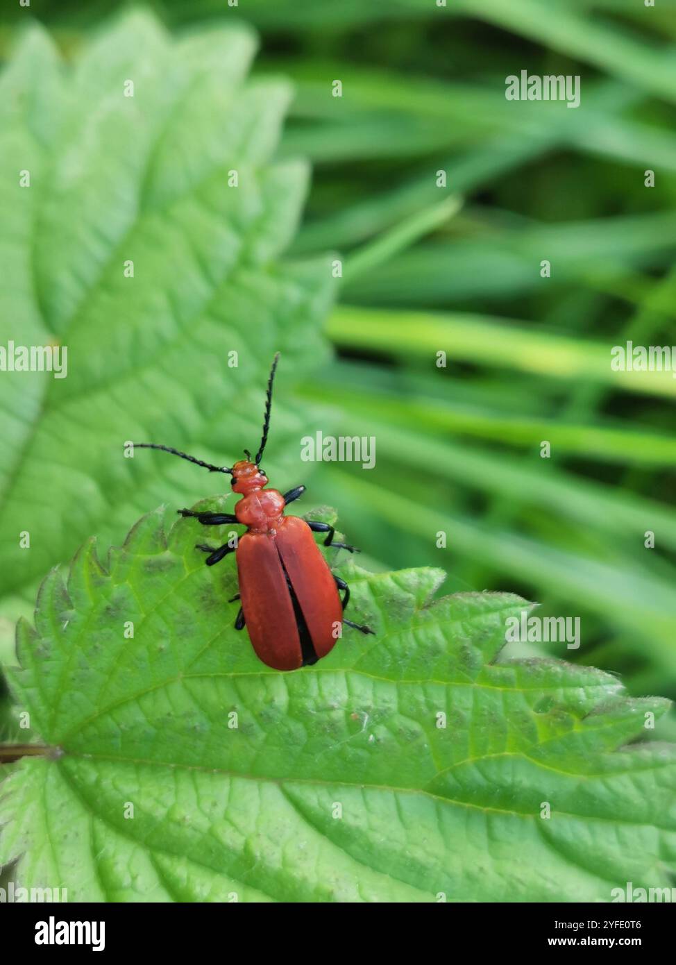 Common Cardinal Beetle (Pyrochroa serraticornis Stock Photo - Alamy