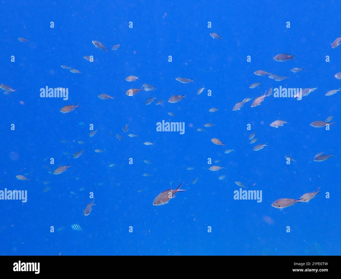 Brown Chromis (Azurina multilineata Stock Photo - Alamy