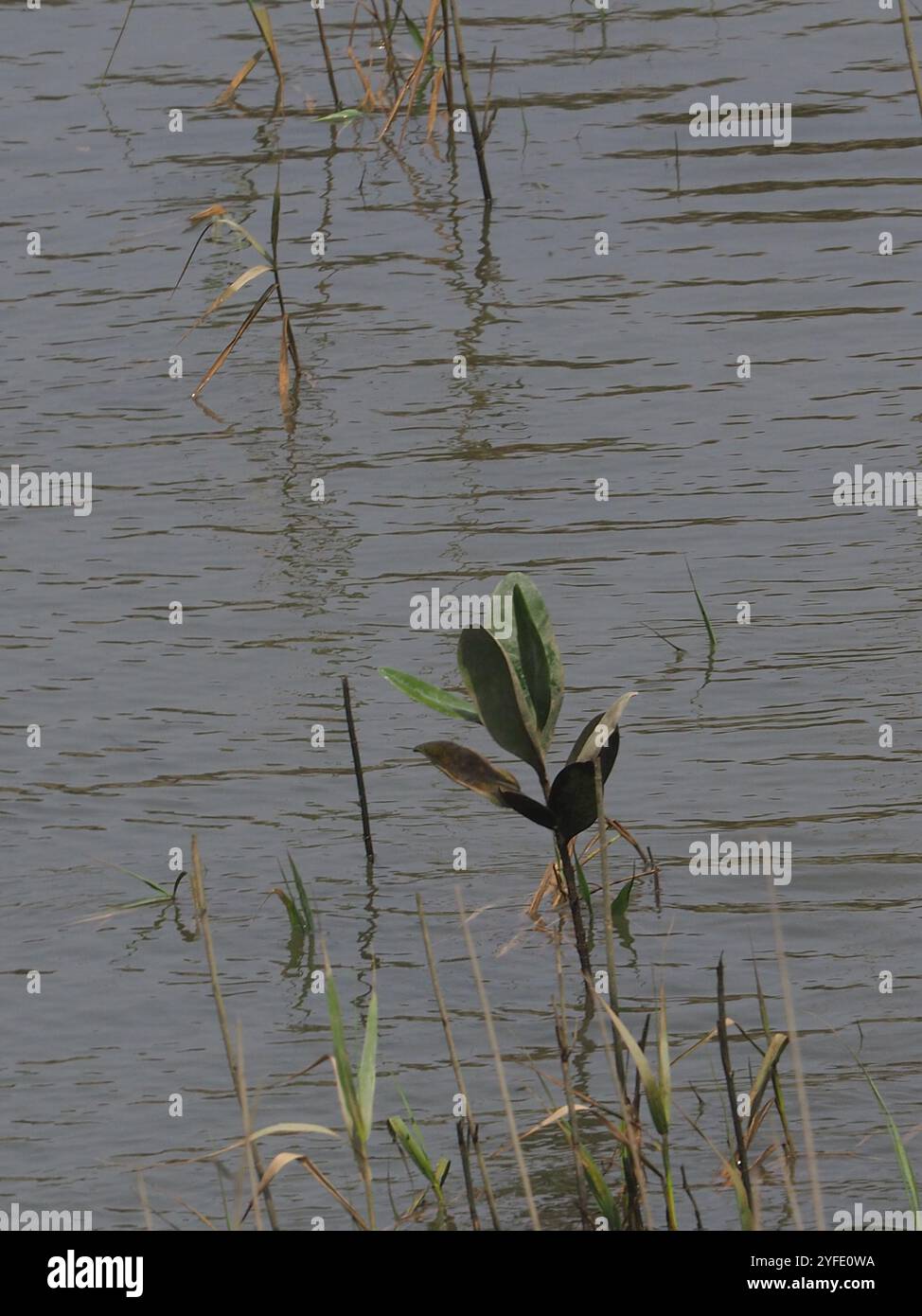 Kandelia hi-res stock photography and images - Alamy