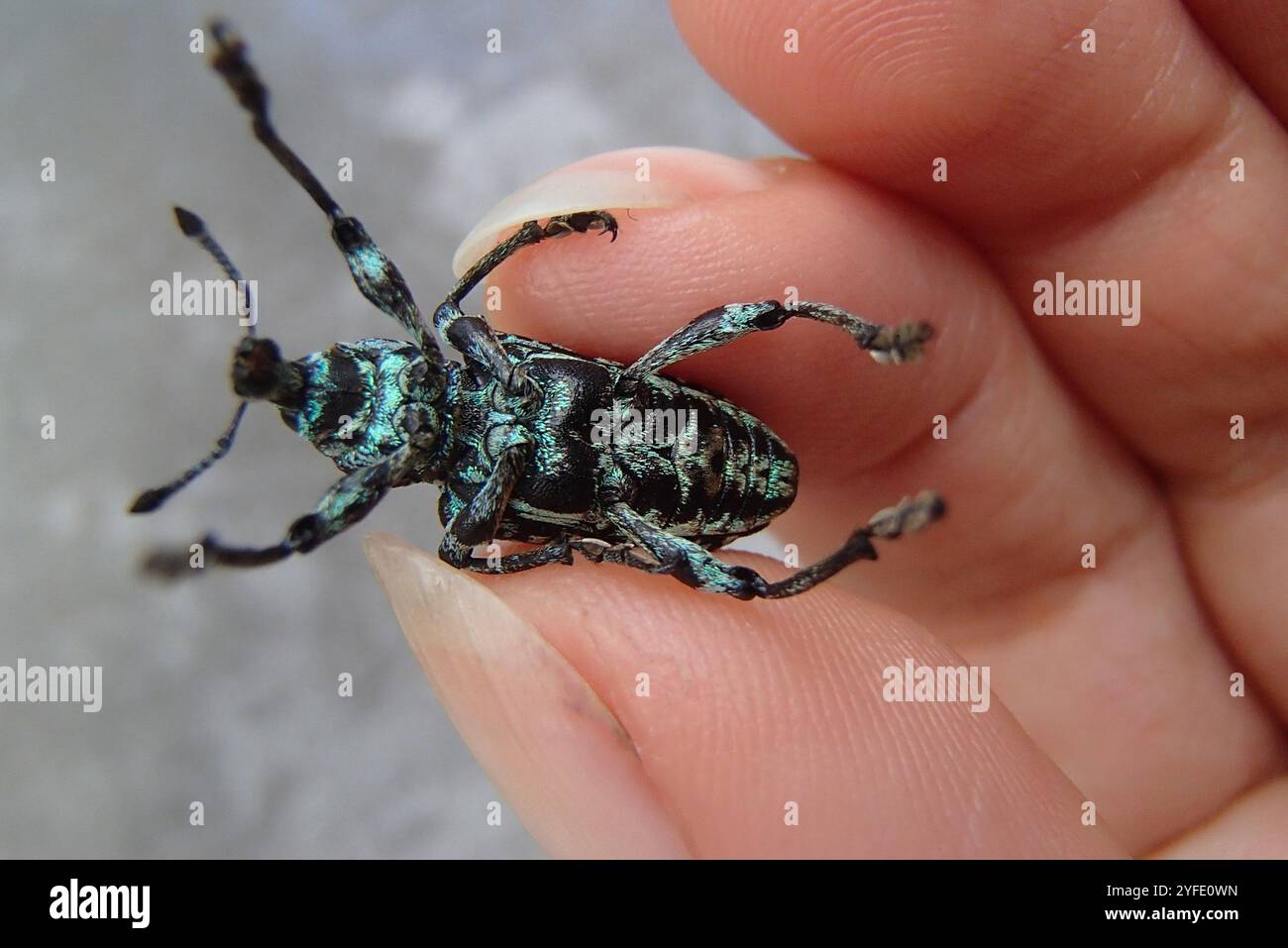 Botany Bay Diamond Weevil (Chrysolopus spectabilis Stock Photo - Alamy
