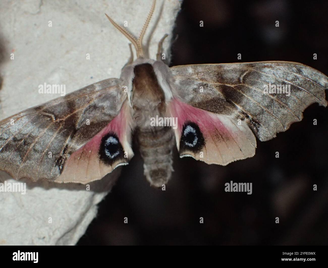One-eyed Sphinx (Smerinthus cerisyi Stock Photo - Alamy