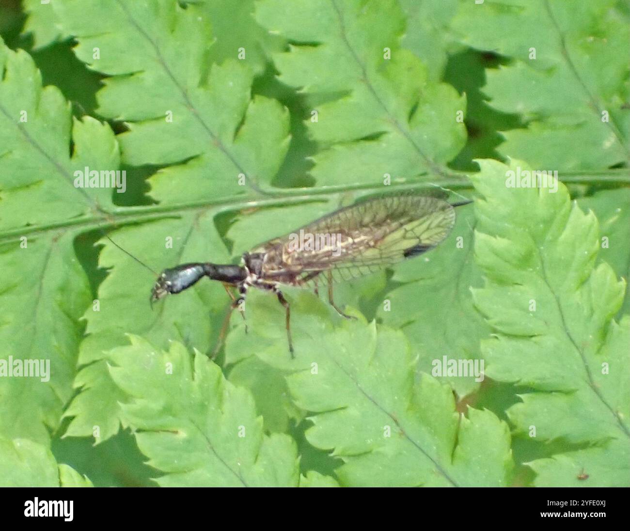 Phaeostigma notata hi-res stock photography and images - Alamy