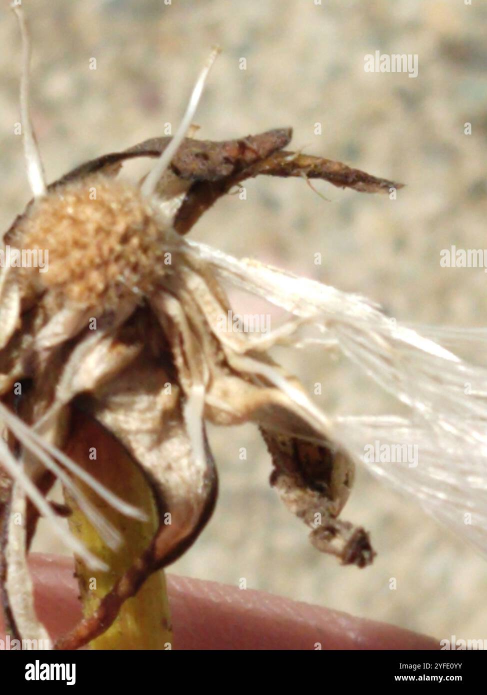 Urospermum picroides hi-res stock photography and images - Alamy