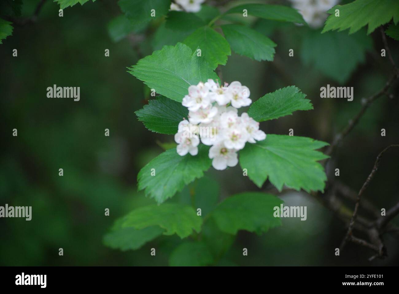 Black Hawthorn (Crataegus douglasii Stock Photo - Alamy