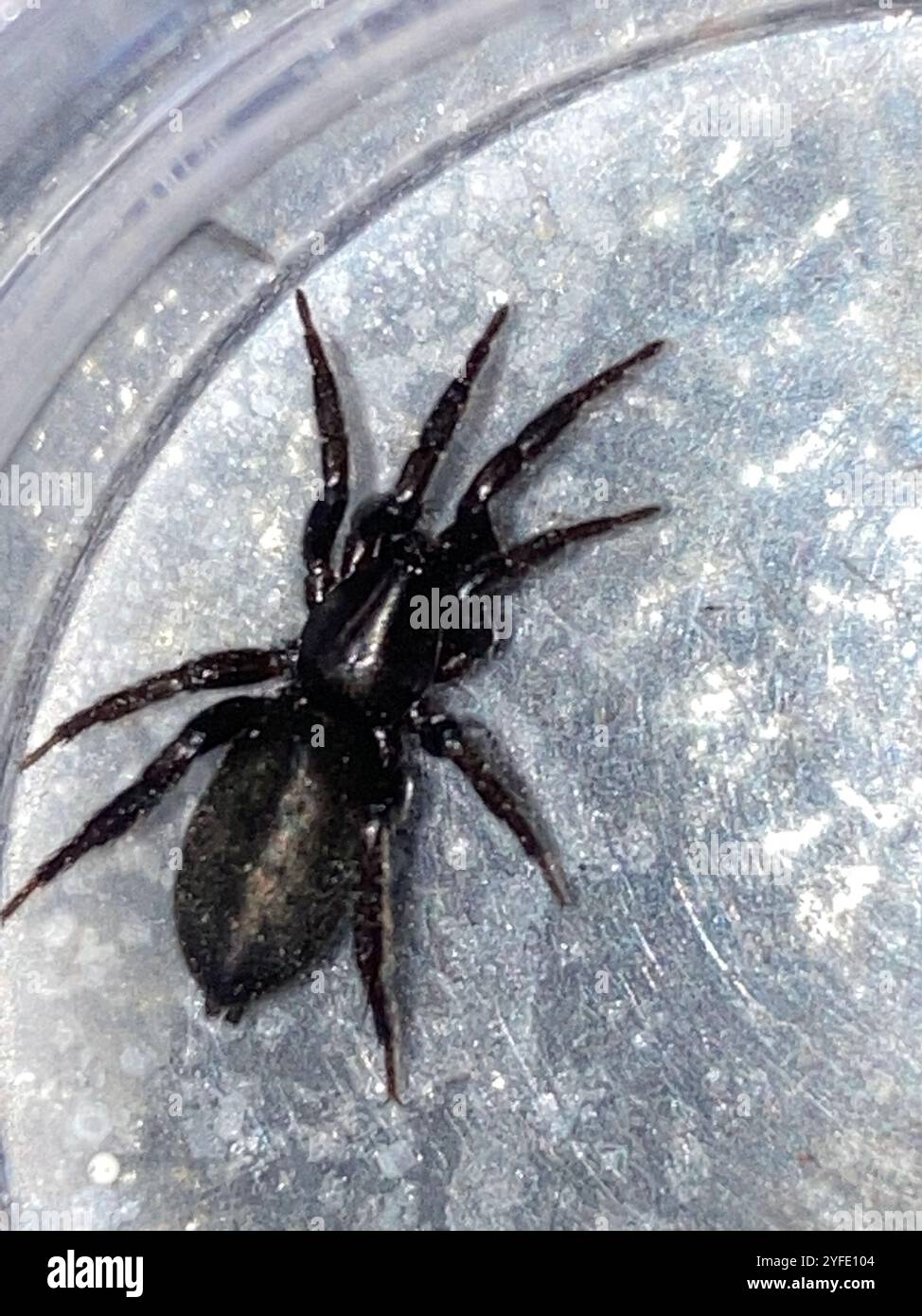 Eastern Parson Spider (Herpyllus ecclesiasticus Stock Photo - Alamy