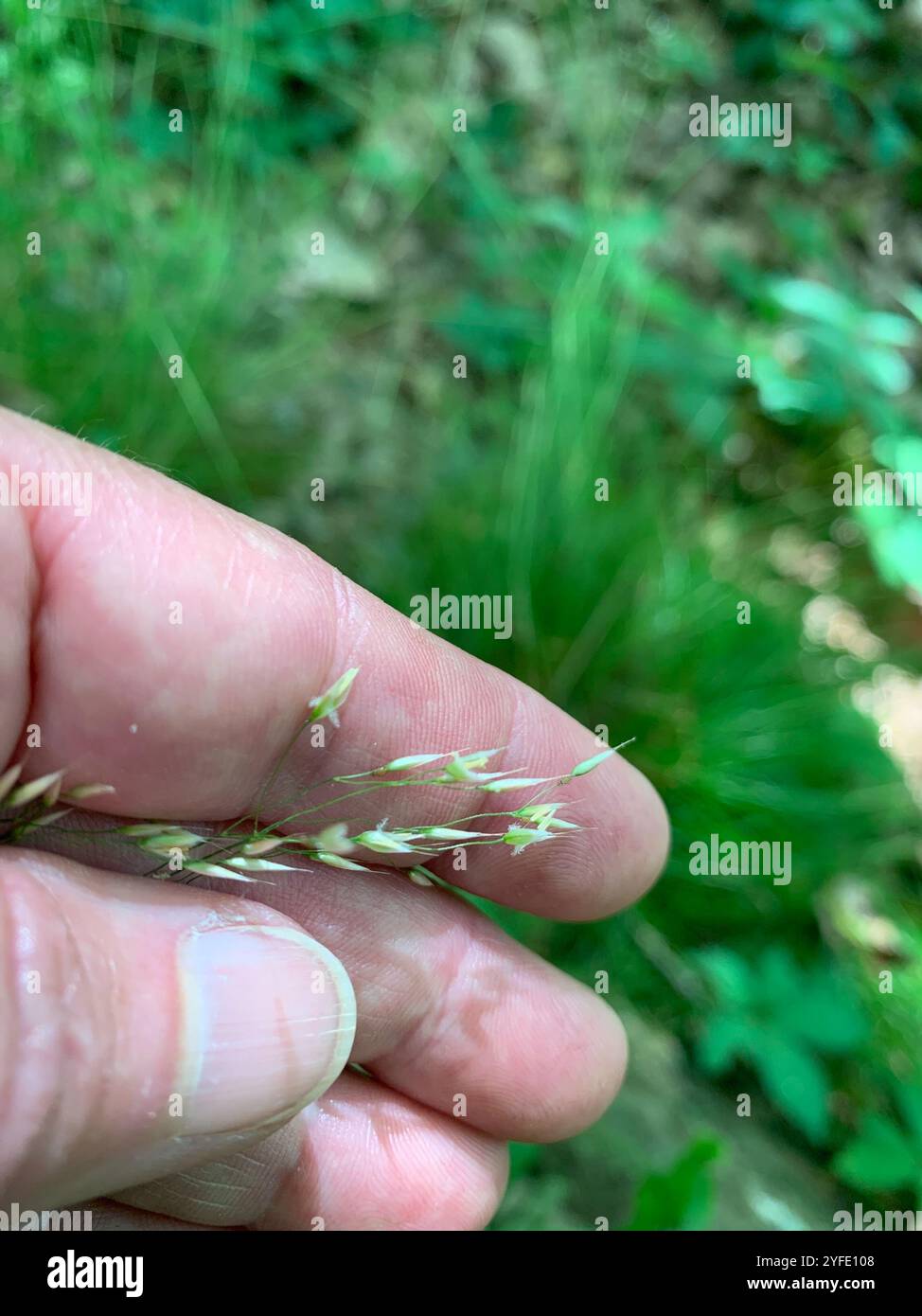 wavy hair-grass (Avenella flexuosa Stock Photo - Alamy