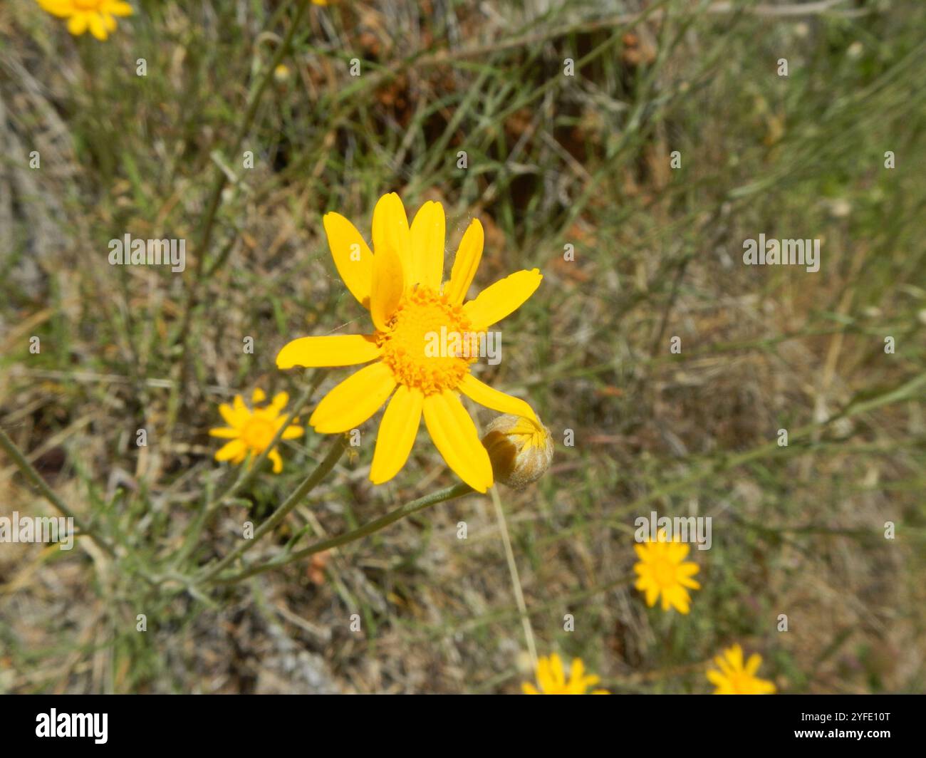 common woolly sunflower (Eriophyllum lanatum Stock Photo - Alamy