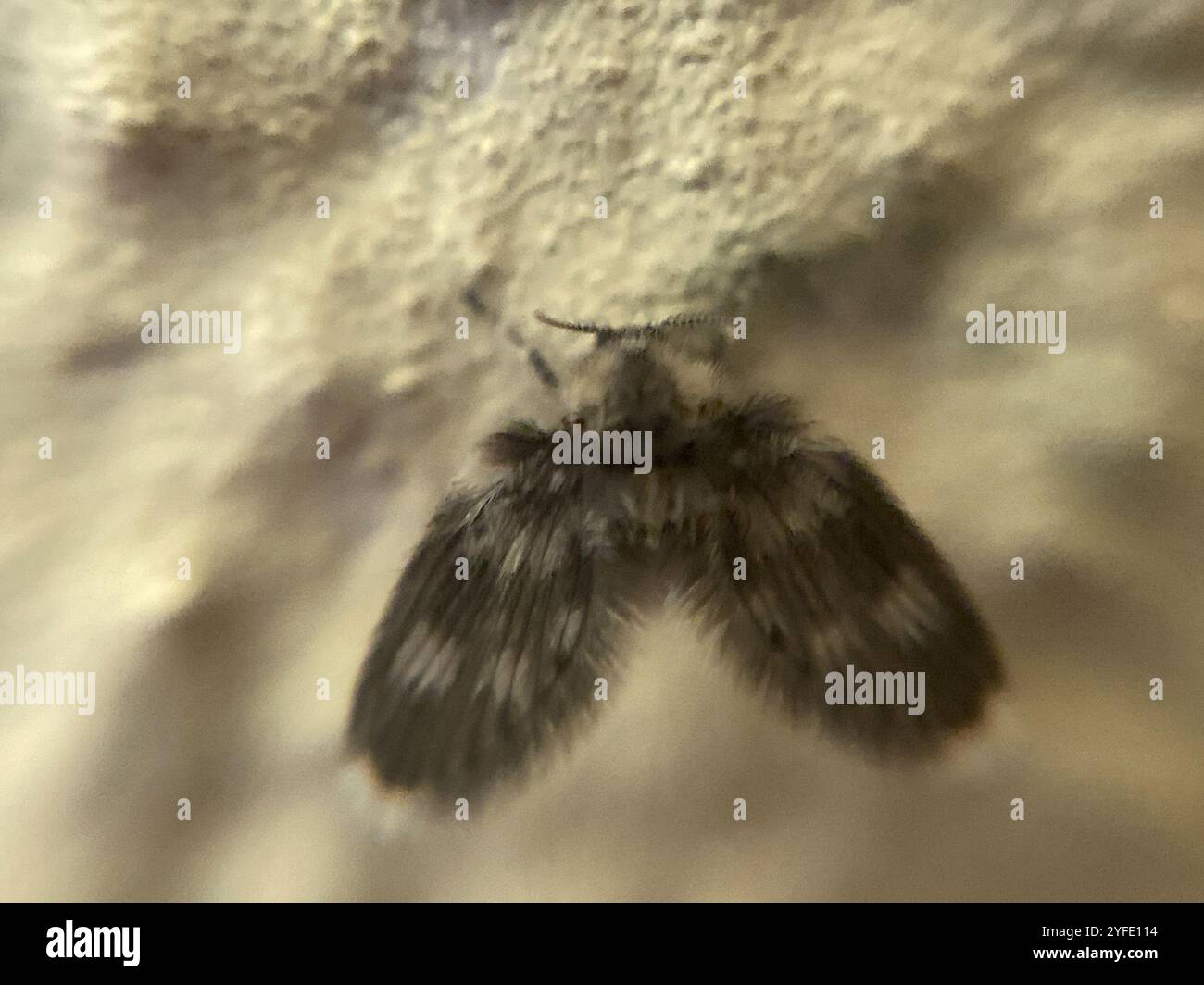 Moth Flies and Sand Flies (Psychodidae Stock Photo - Alamy