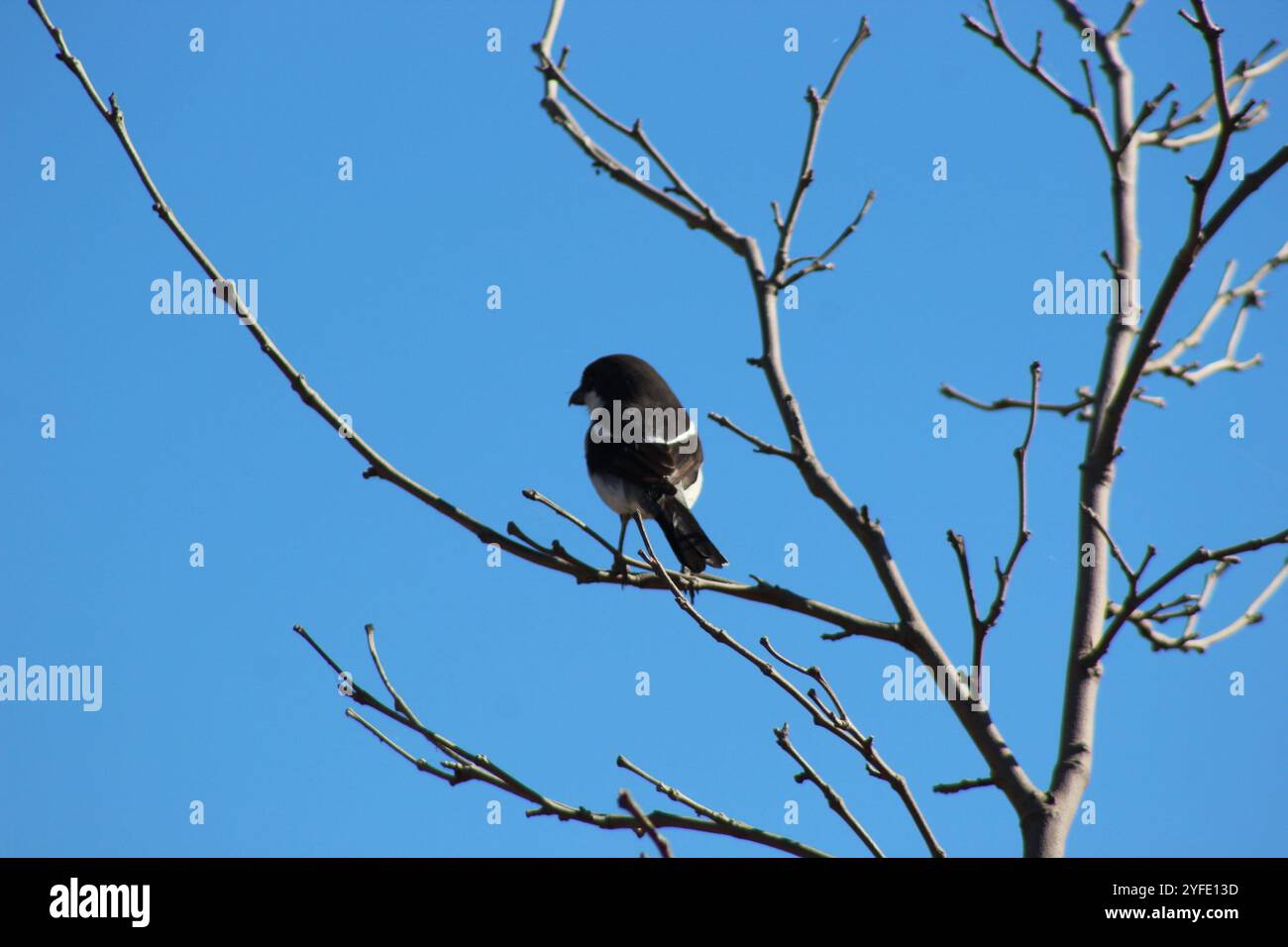 Cape Southern Fiscal (Lanius collaris collaris Stock Photo - Alamy