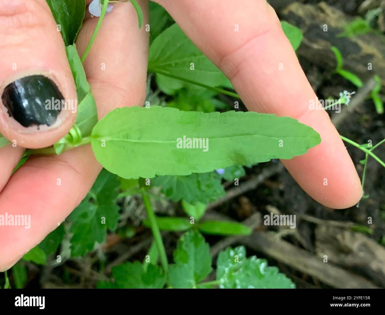 American brooklime (Veronica americana Stock Photo - Alamy
