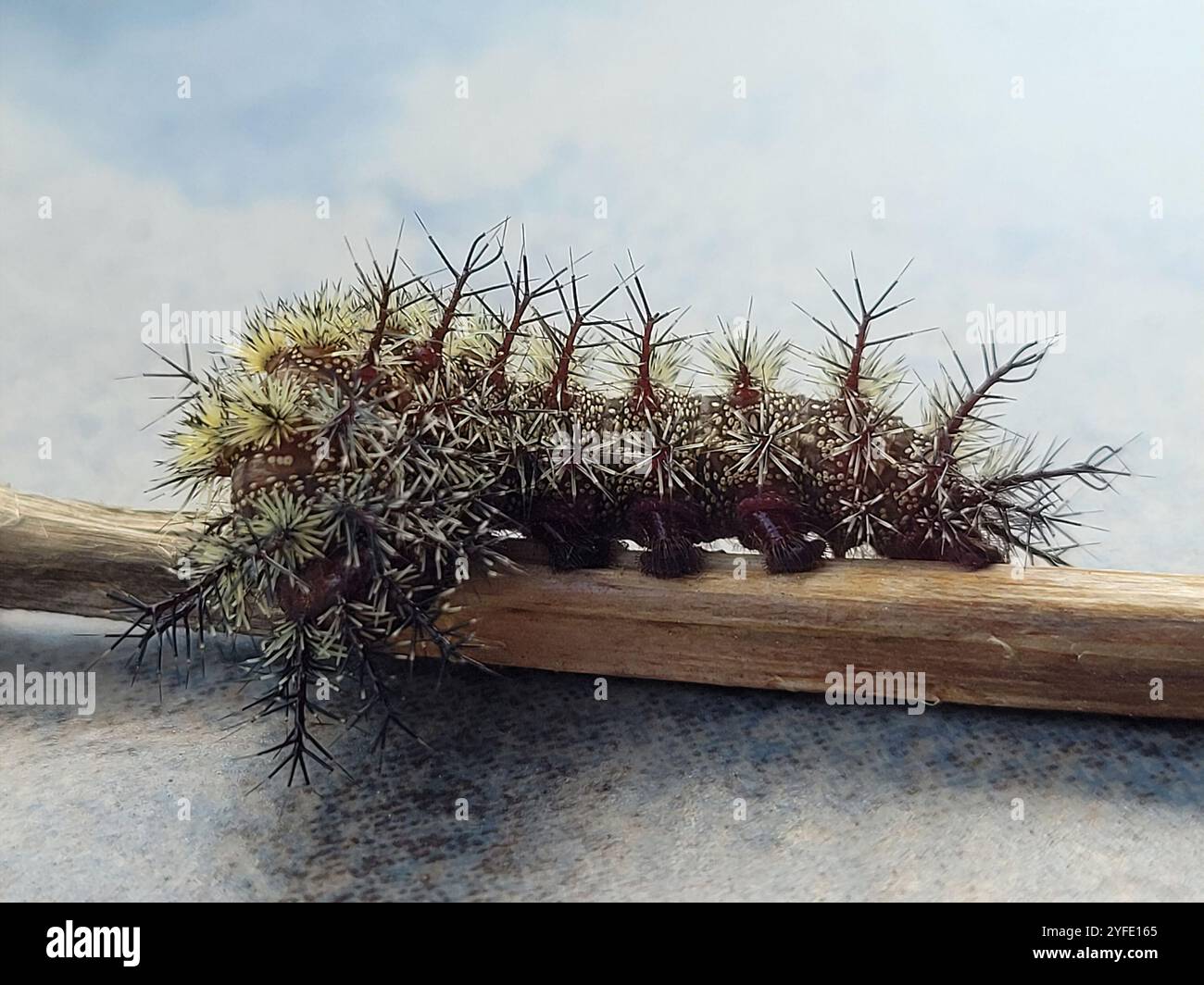 Buck Moth (Hemileuca maia Stock Photo - Alamy