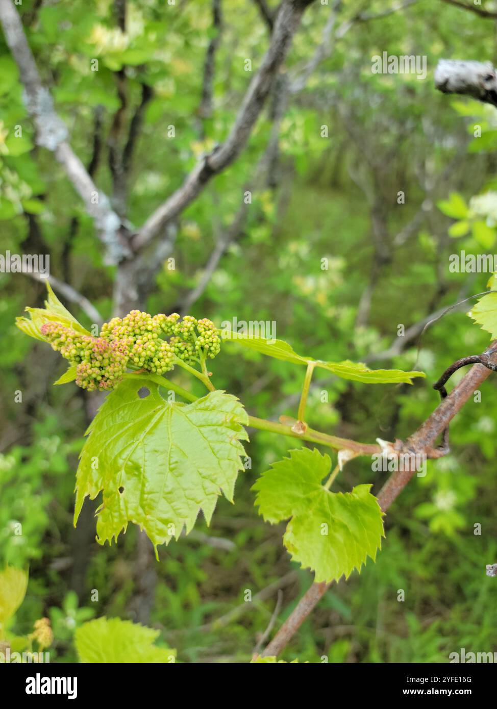 riverbank grape (Vitis riparia Stock Photo - Alamy