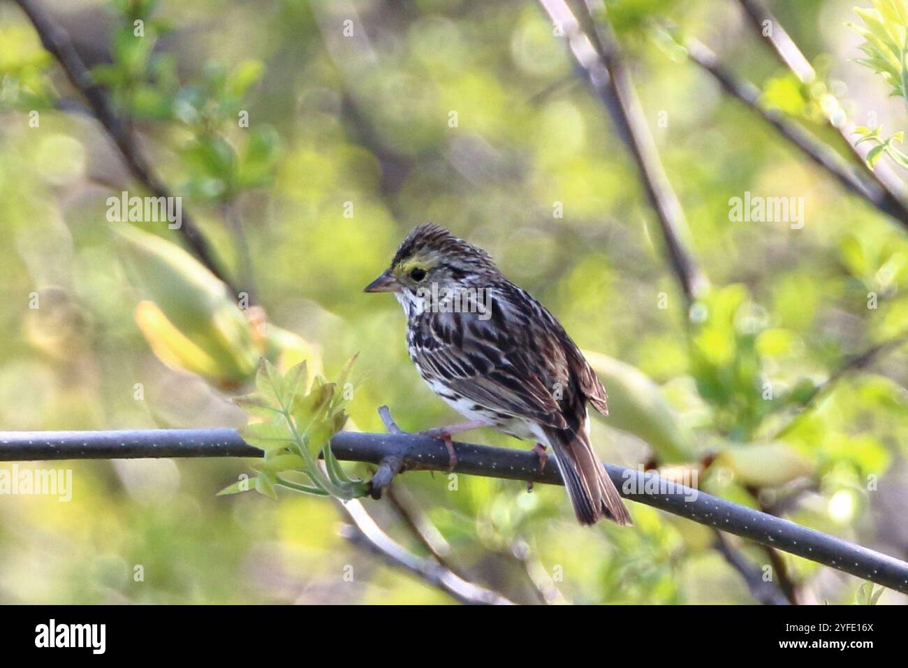 Savannah Sparrow (Passerculus sandwichensis Stock Photo - Alamy