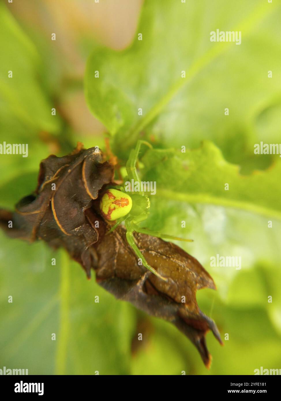 Triangle Crab Spider (Ebrechtella tricuspidata Stock Photo - Alamy