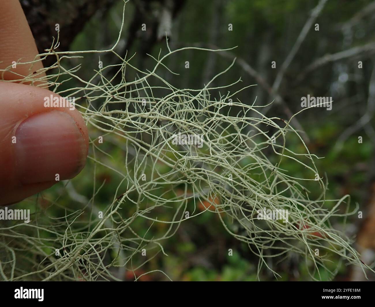 Fishbone beard lichen hi-res stock photography and images - Alamy