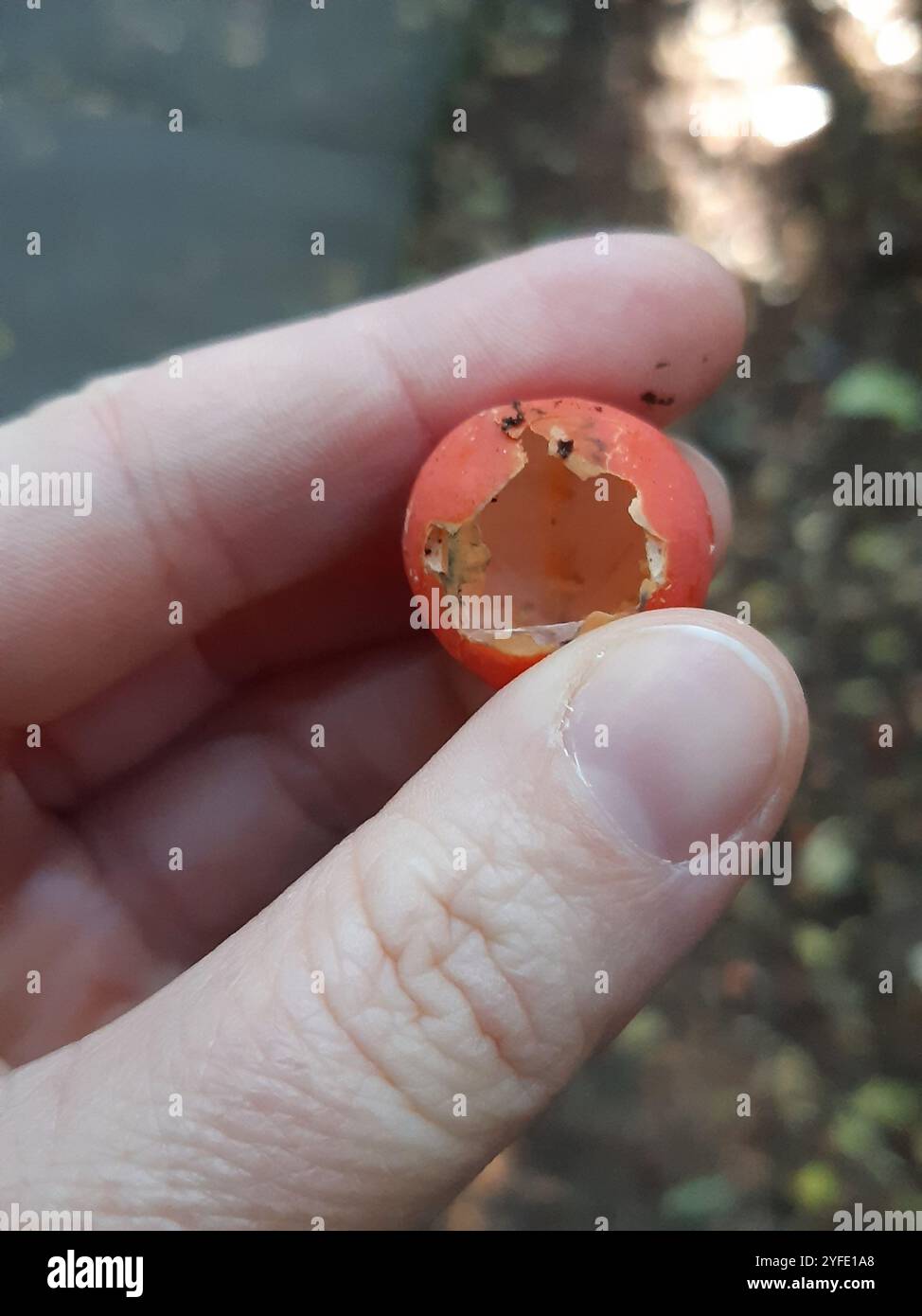 New Zealand passionflower (Passiflora tetrandra Stock Photo - Alamy