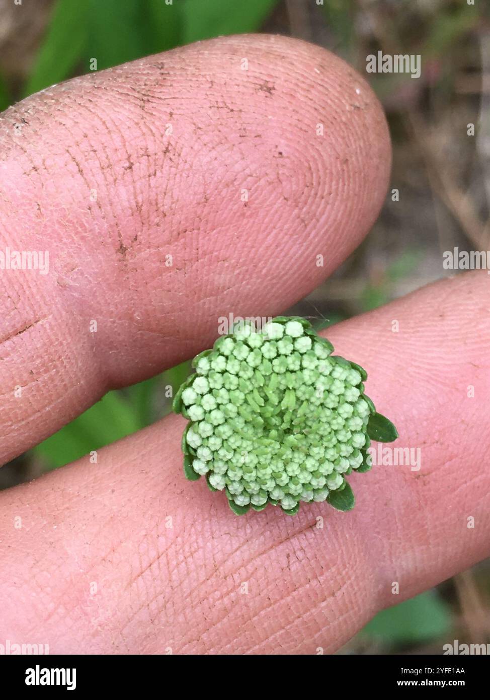 (Marshallia obovata obovata Stock Photo - Alamy