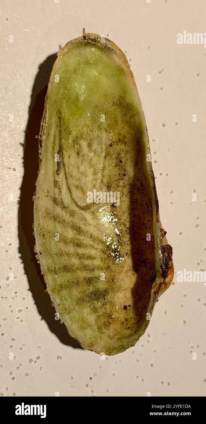 False Angelwing (Petricolaria pholadiformis Stock Photo - Alamy