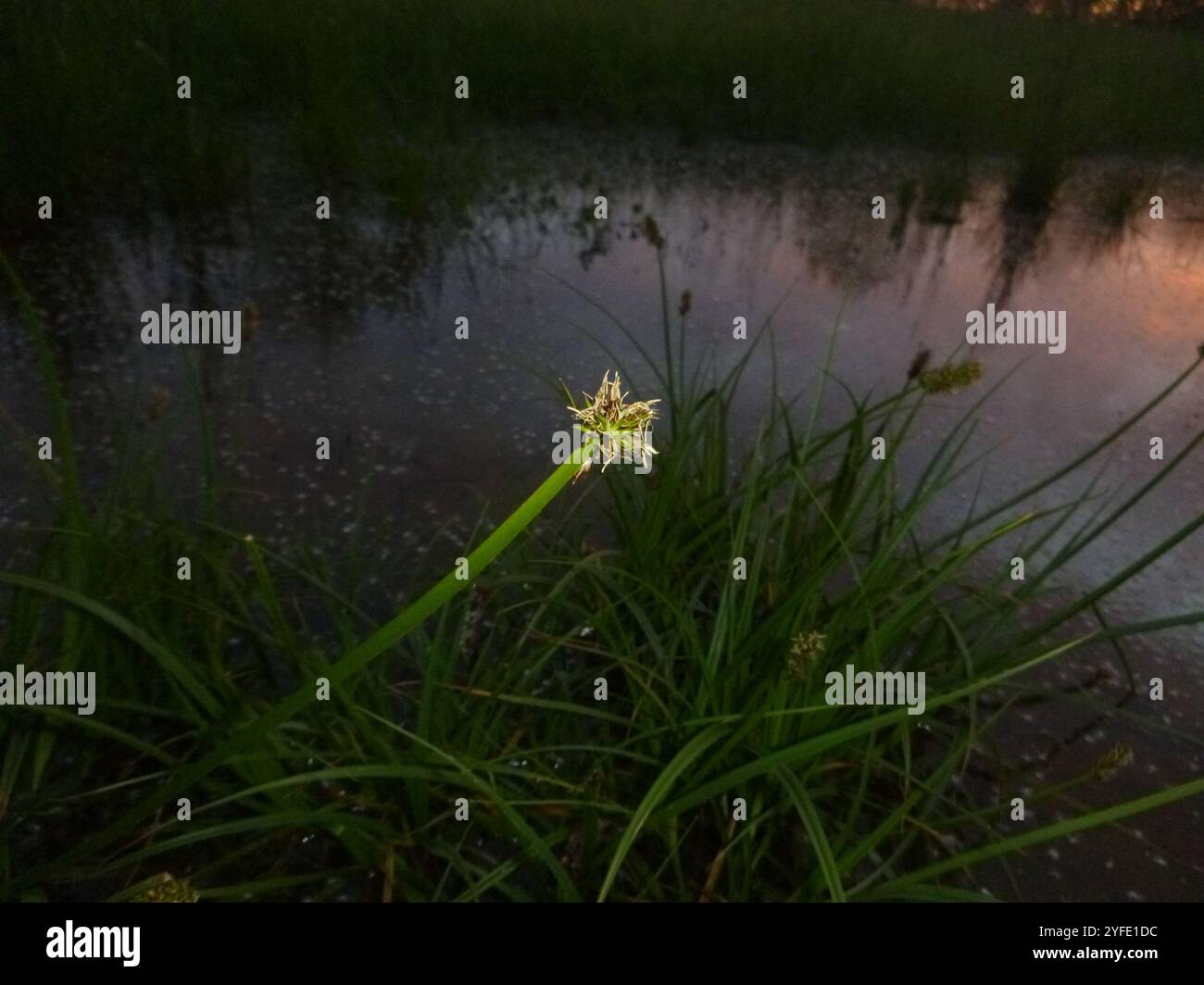 True Fox-sedge (Carex vulpina Stock Photo - Alamy