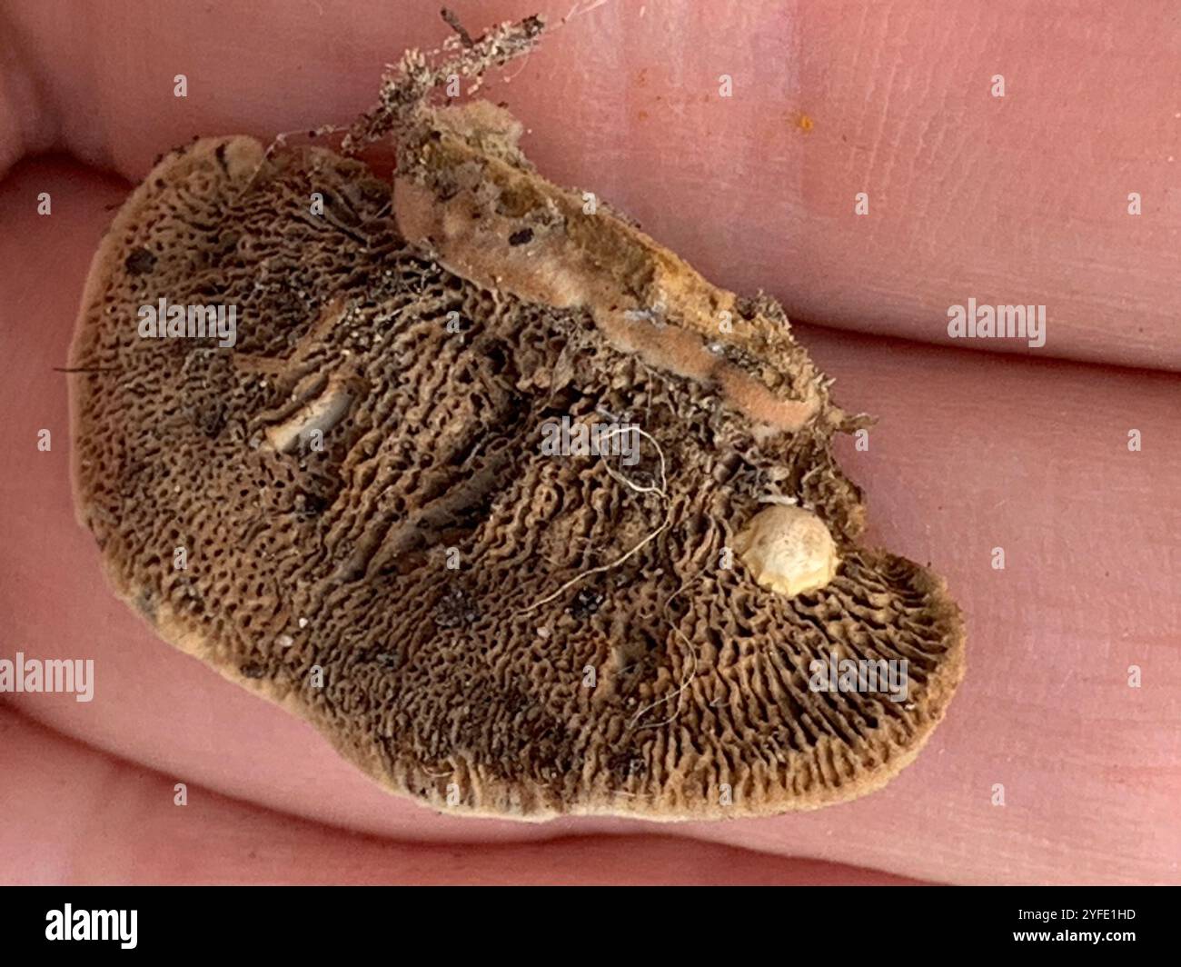 shelf fungi (Polyporales Stock Photo - Alamy
