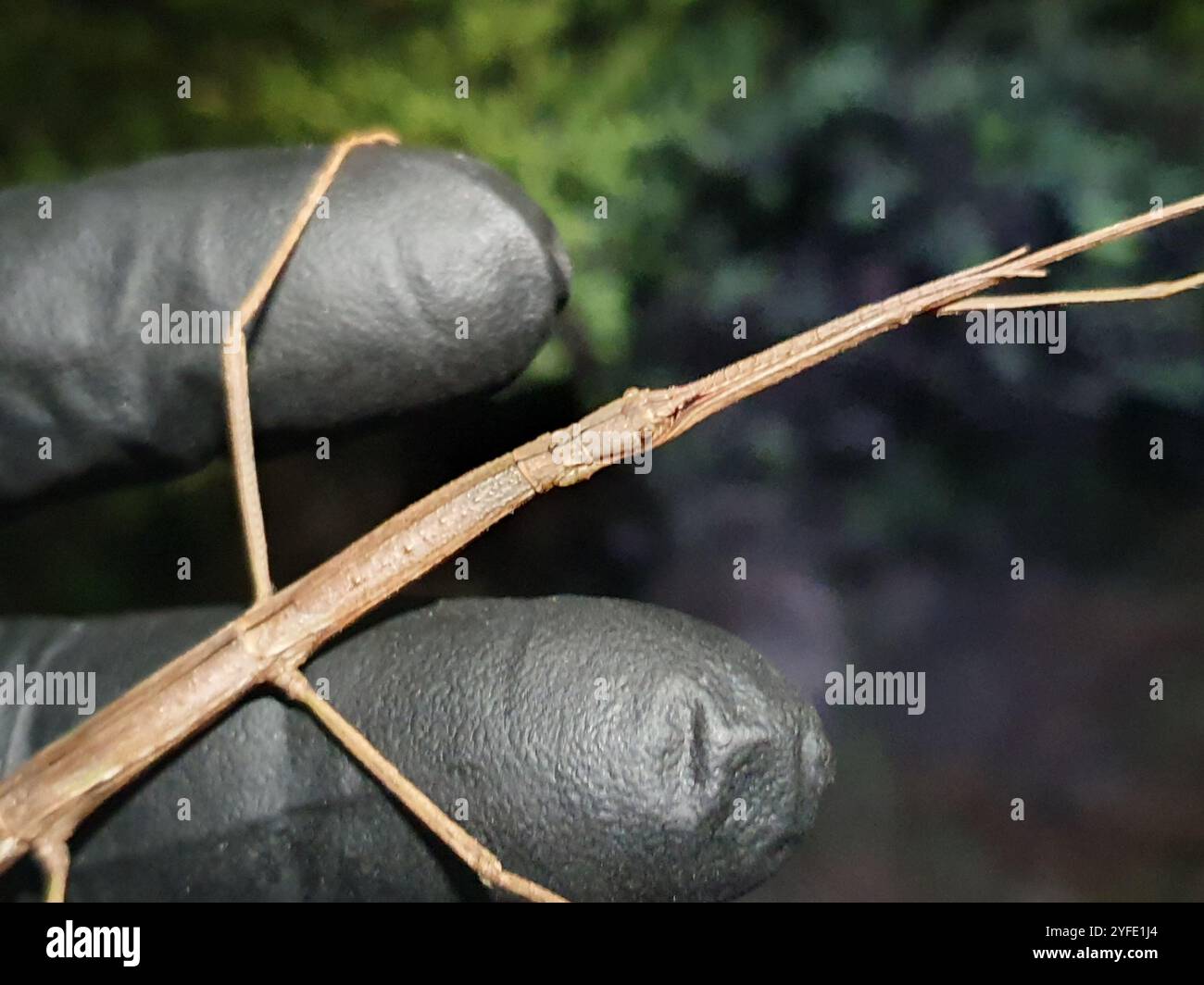 Smooth Stick Insect (Clitarchus hookeri Stock Photo - Alamy
