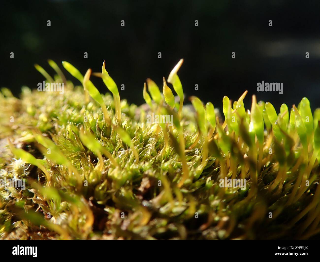 Slender Cruet-moss (Tetraplodon mnioides Stock Photo - Alamy