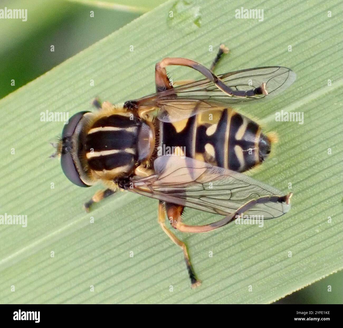 Sun Fly (Helophilus pendulus Stock Photo - Alamy