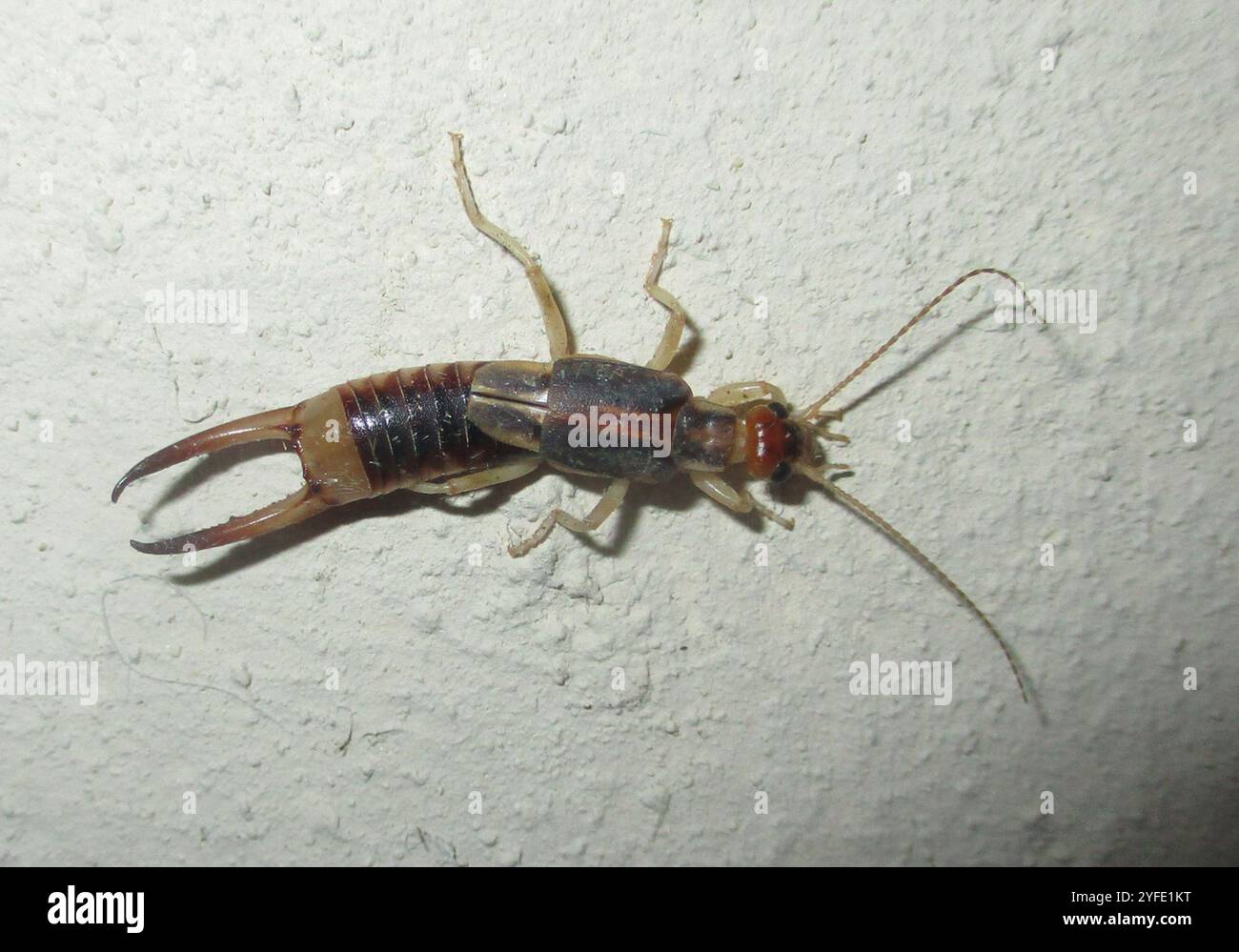 Shore Earwig (Labidura riparia Stock Photo - Alamy
