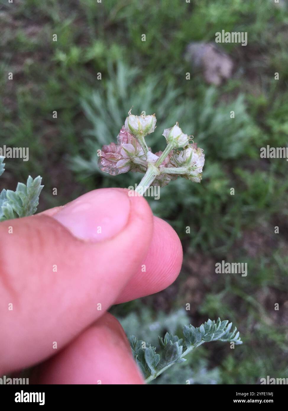 mountain springparsley (Vesper montanus Stock Photo - Alamy