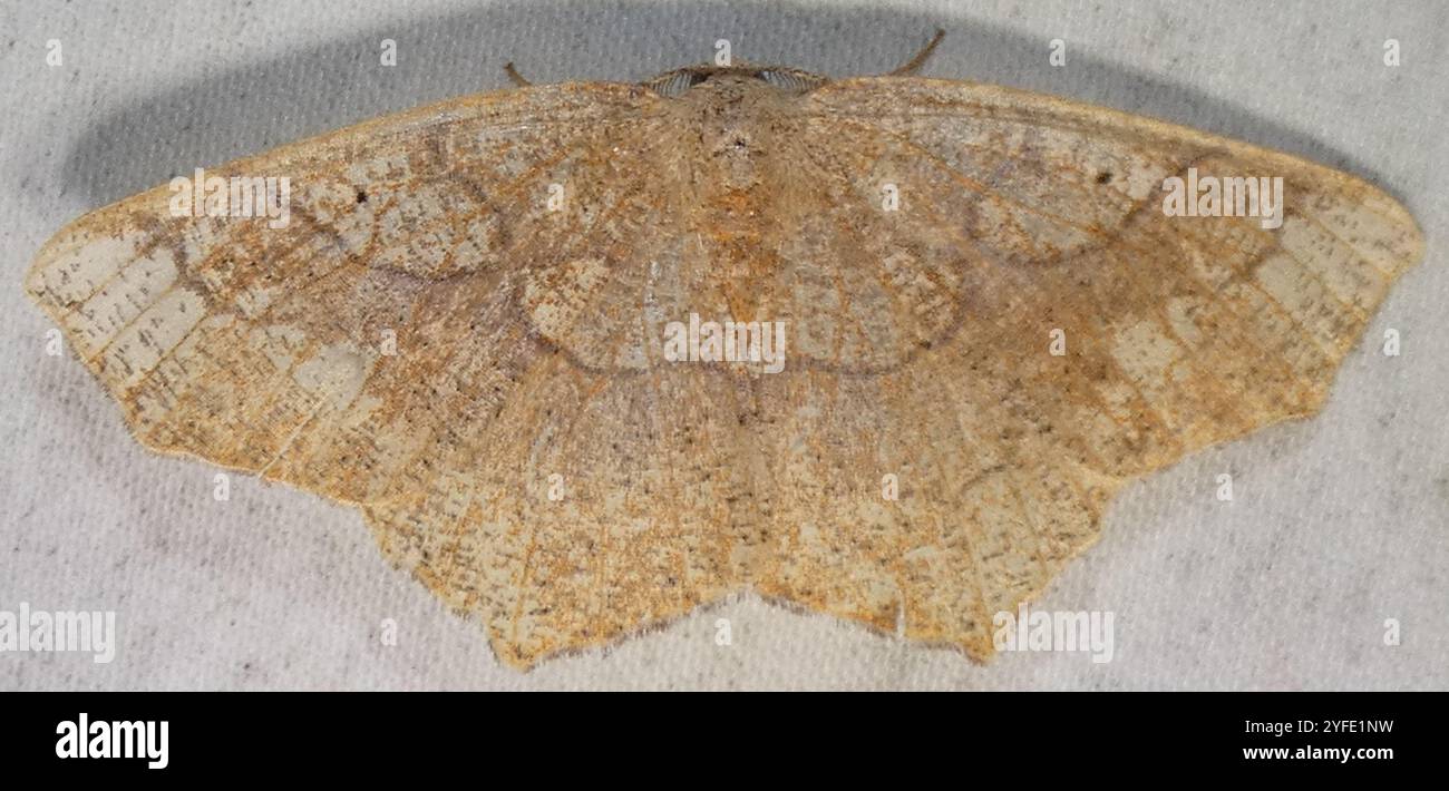 Besma moth hi-res stock photography and images - Alamy