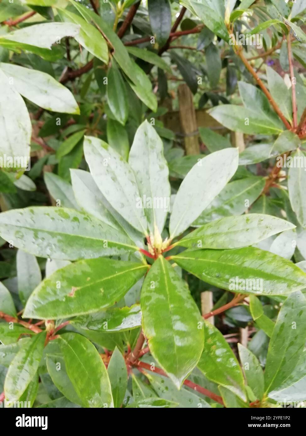 Common Rhododendron (Rhododendron ponticum Stock Photo - Alamy