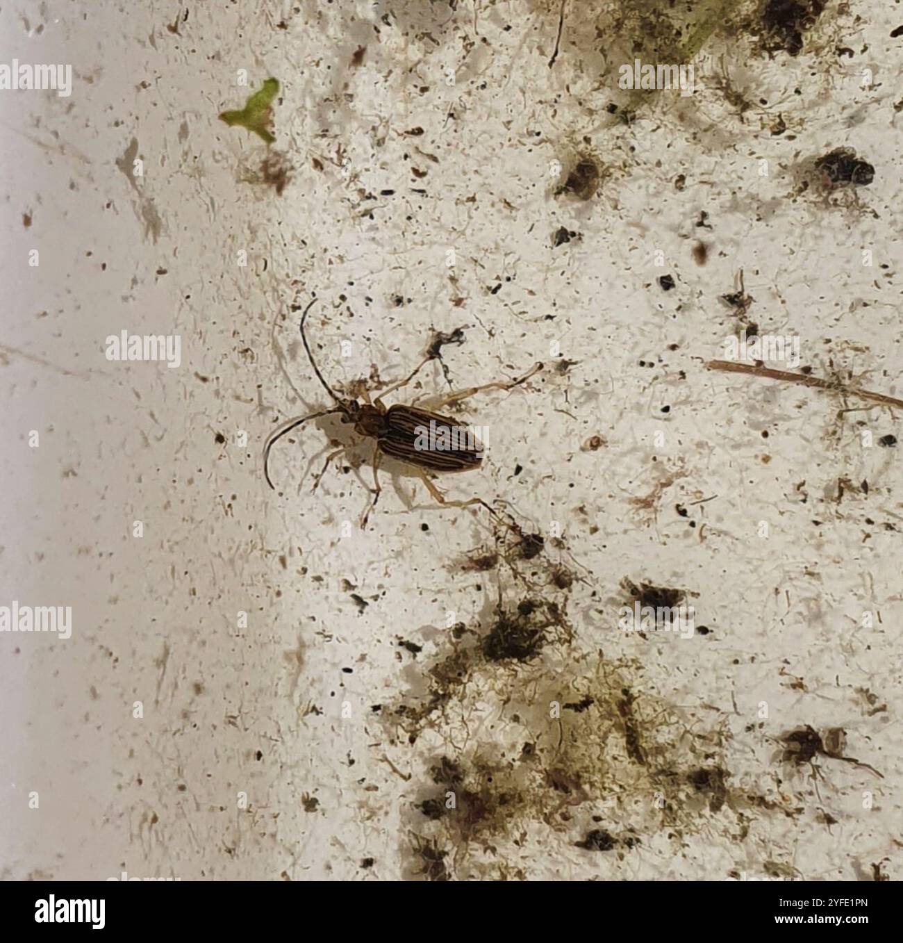 Macroplea hi-res stock photography and images - Alamy