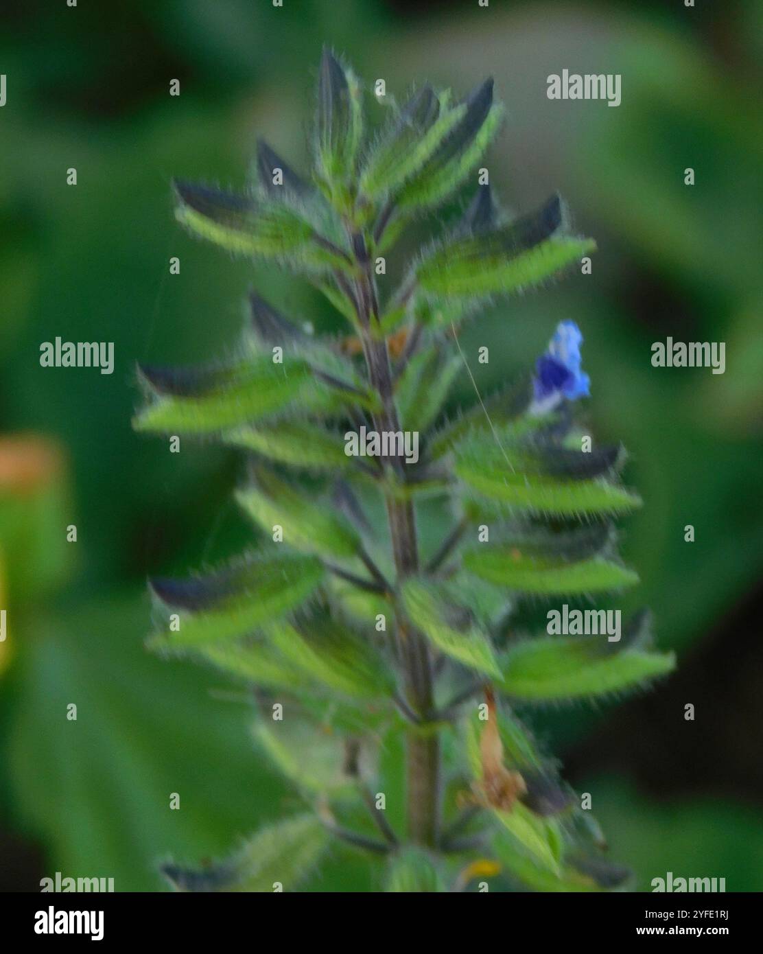 Littlewoman hi-res stock photography and images - Alamy