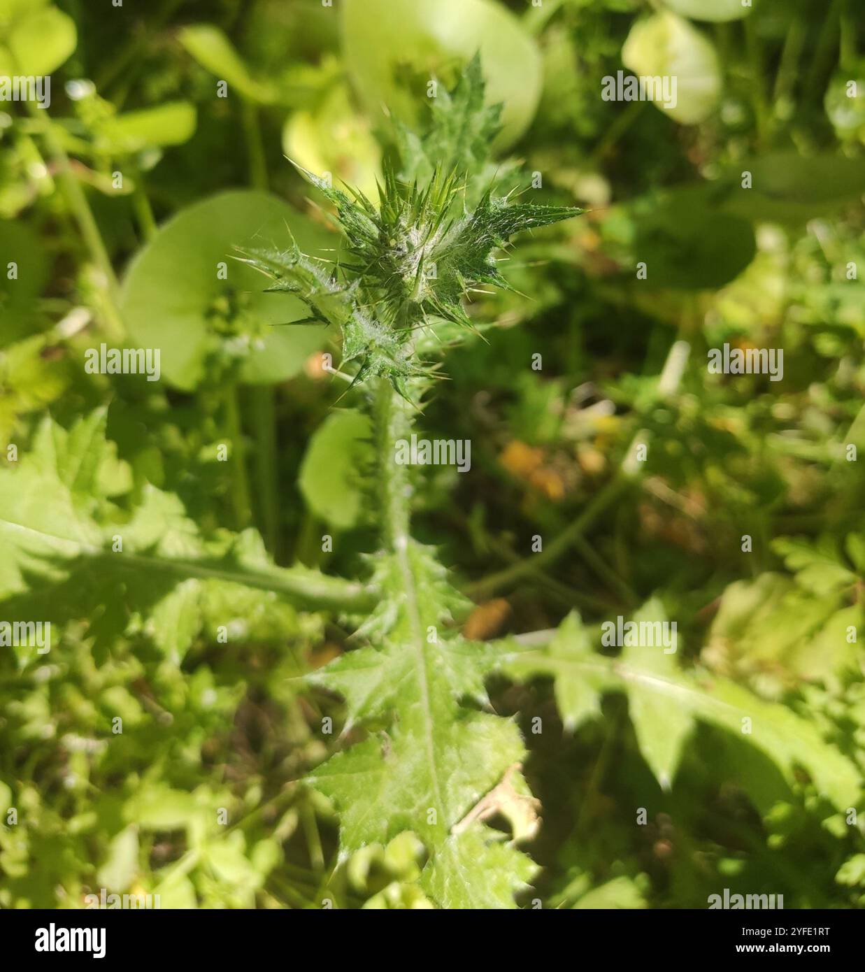 Italian thistle (Carduus pycnocephalus Stock Photo - Alamy