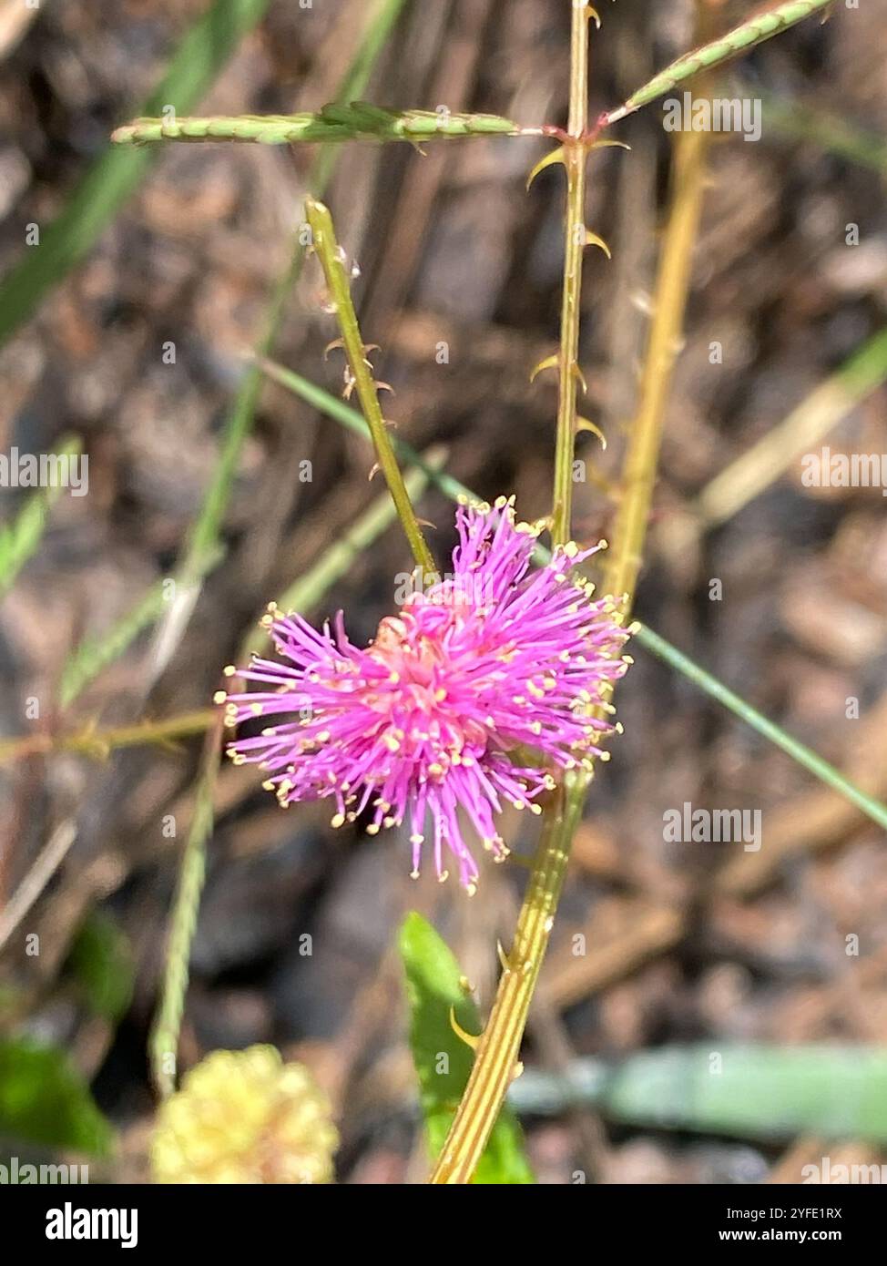 Sensitive briar hi-res stock photography and images - Alamy