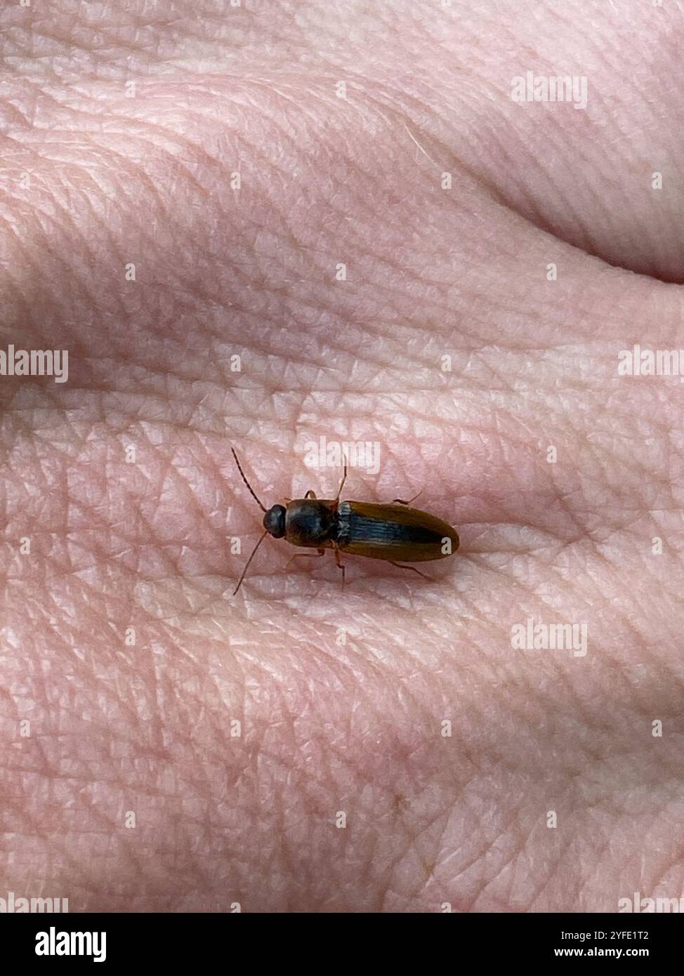 margined click beetle (Dalopius marginatus Stock Photo - Alamy