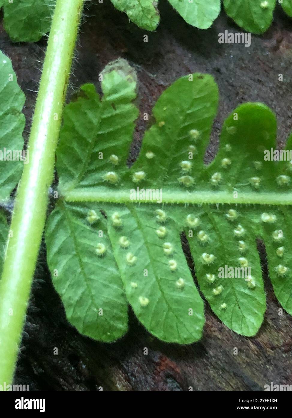 Variable maiden fern (Christella hispidula Stock Photo - Alamy