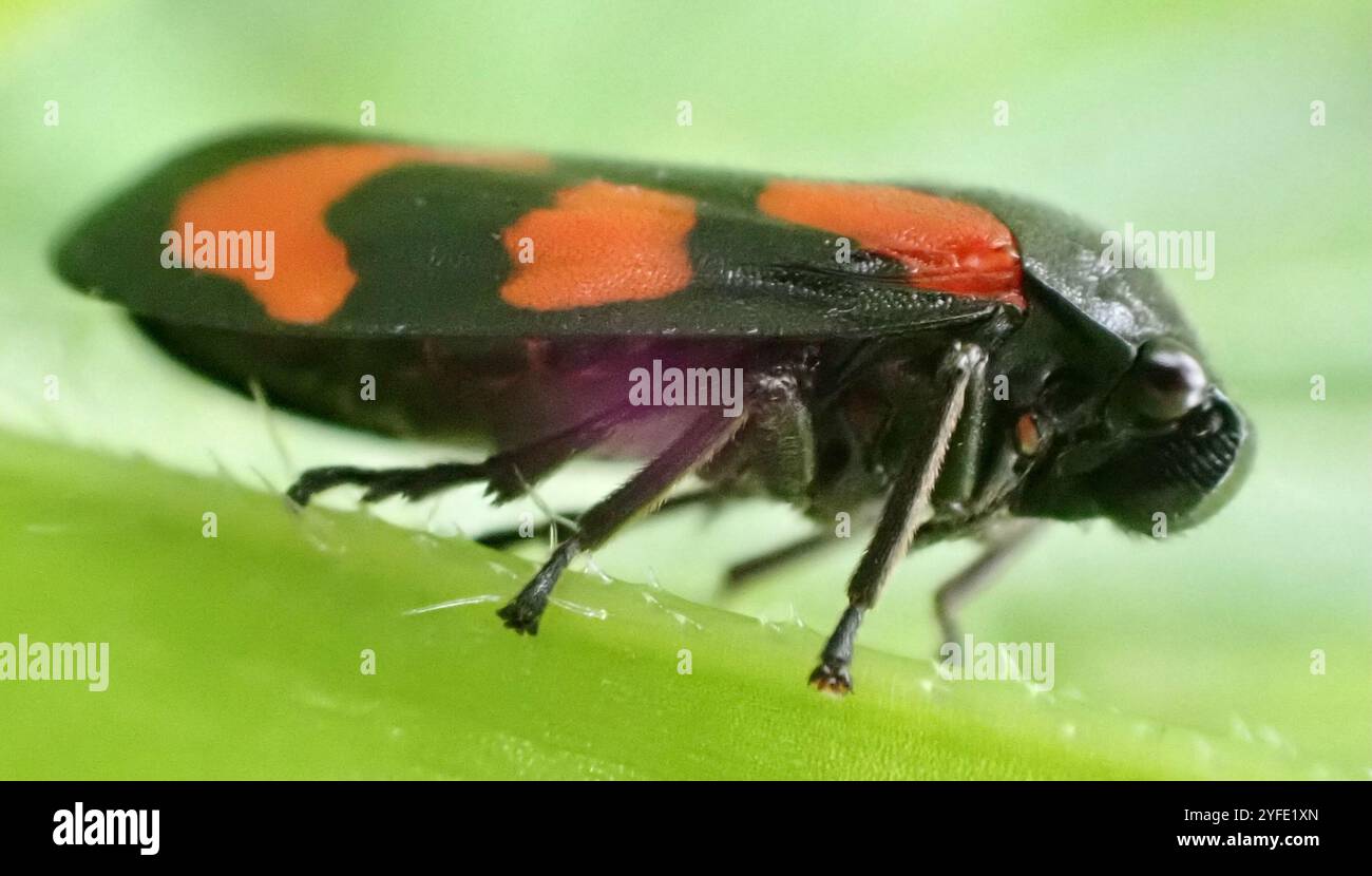 Common Froghopper (Cercopis vulnerata Stock Photo - Alamy