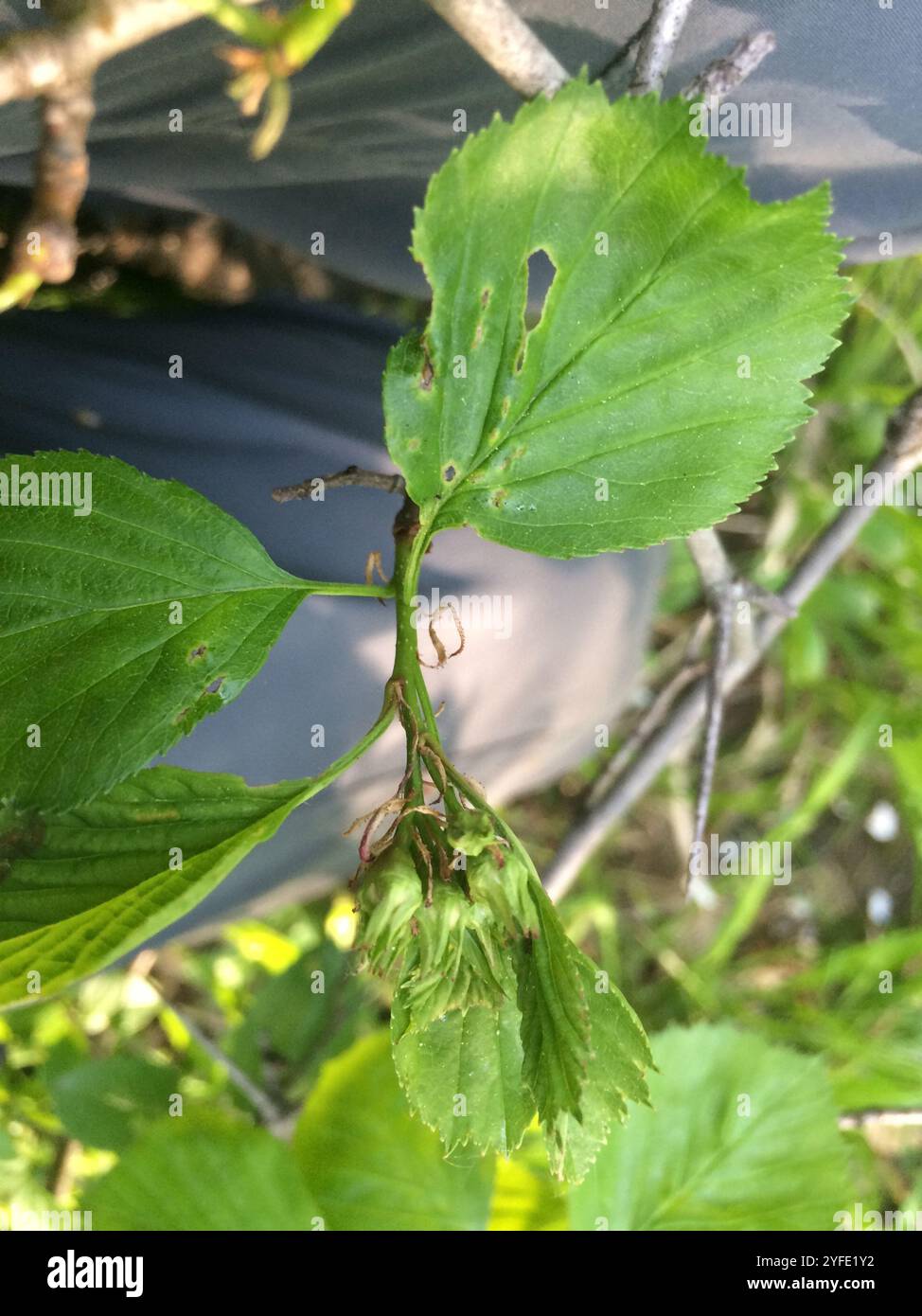 Caughnawaga hi-res stock photography and images - Alamy
