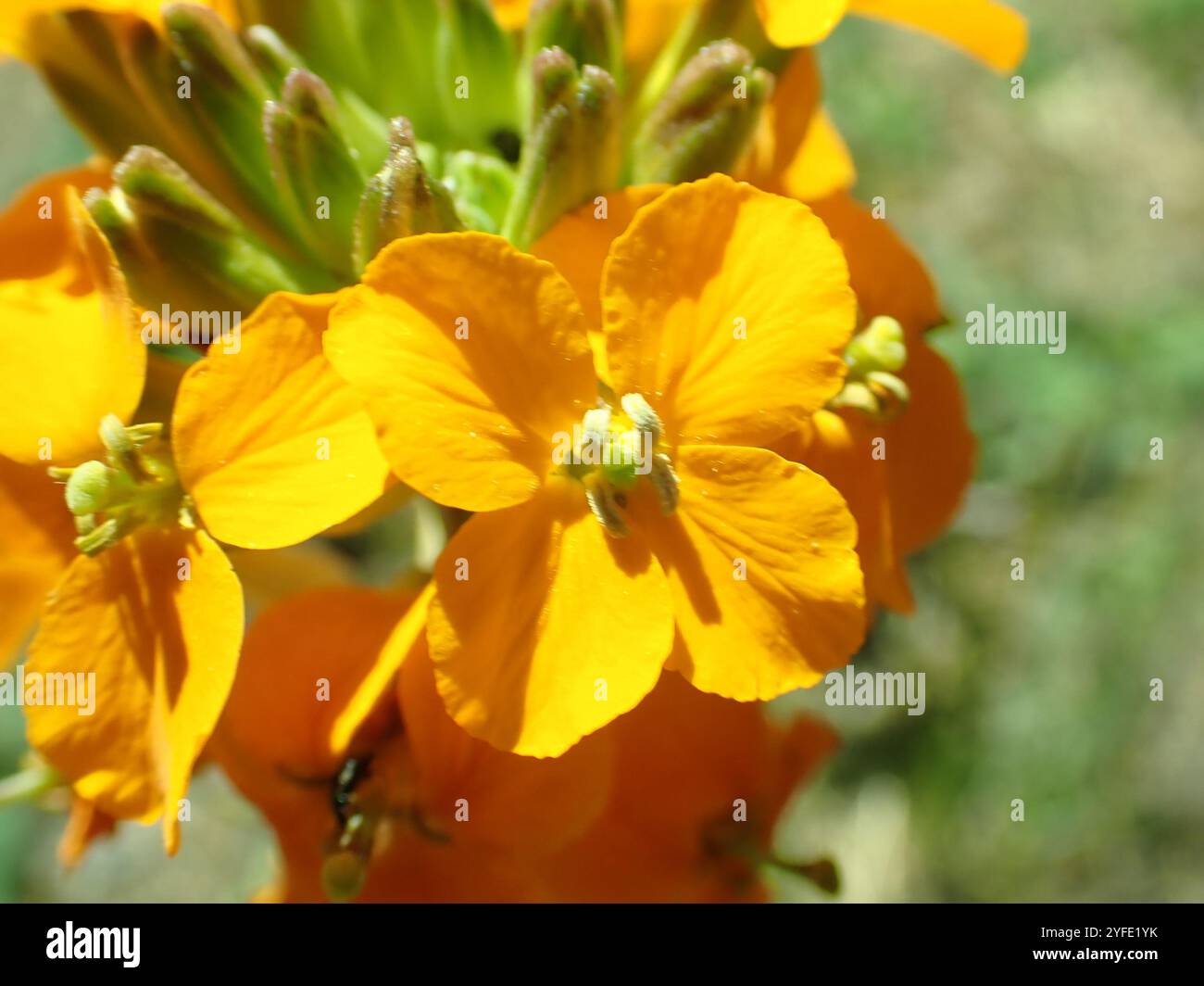 Western Wallflower (Erysimum capitatum Stock Photo - Alamy